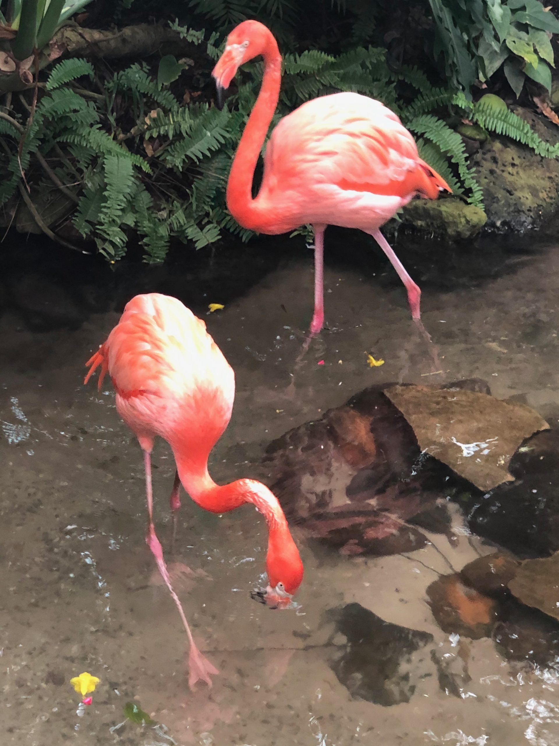 First-Time Travel Tips for Key West, Florida - JourneyWoman