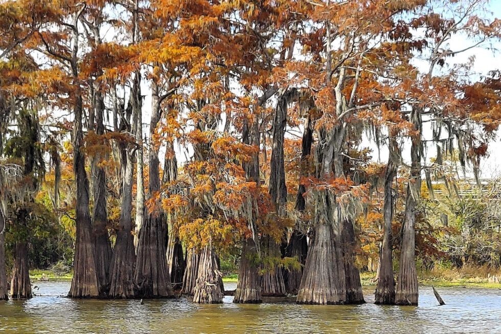 Exploring the Heart of Cajun Country in Western Louisiana - JourneyWoman