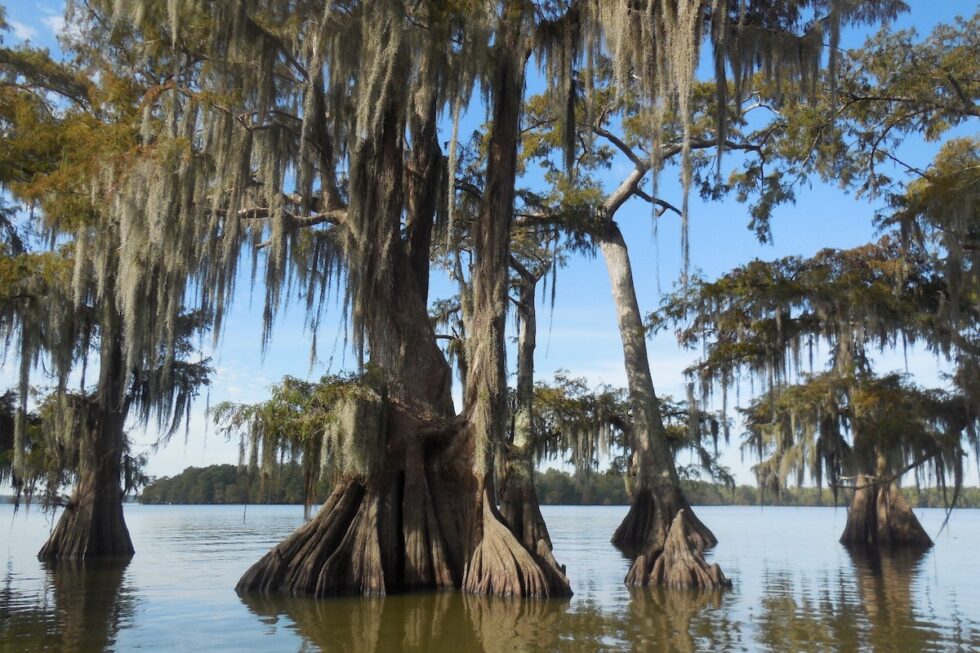 Exploring the Heart of Cajun Country in Western Louisiana - JourneyWoman
